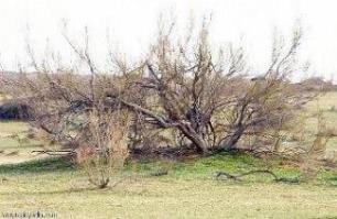 نبات الغضا – رزين المعرفة